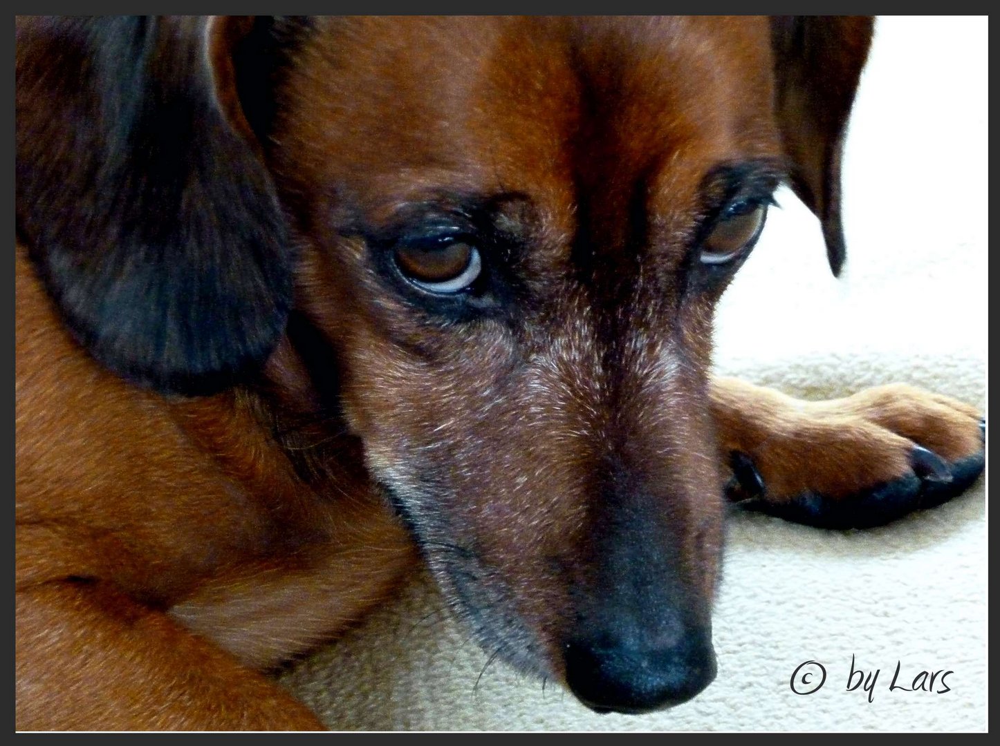 Dackelblick Foto & Bild | tiere, natur Bilder auf fotocommunity