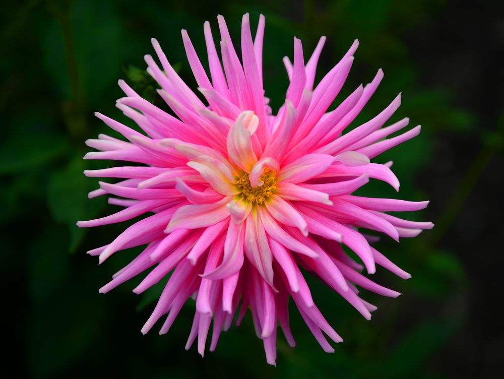 Dahlia Park Princess Foto & Bild | pink, natur, herbst Bilder auf ...