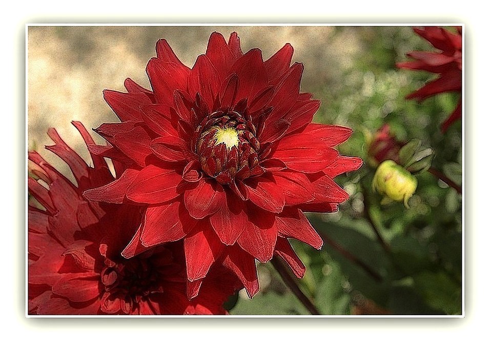 Dahlia rouge photo et image | fleurs, ma galerie 2010-2011, nature ...