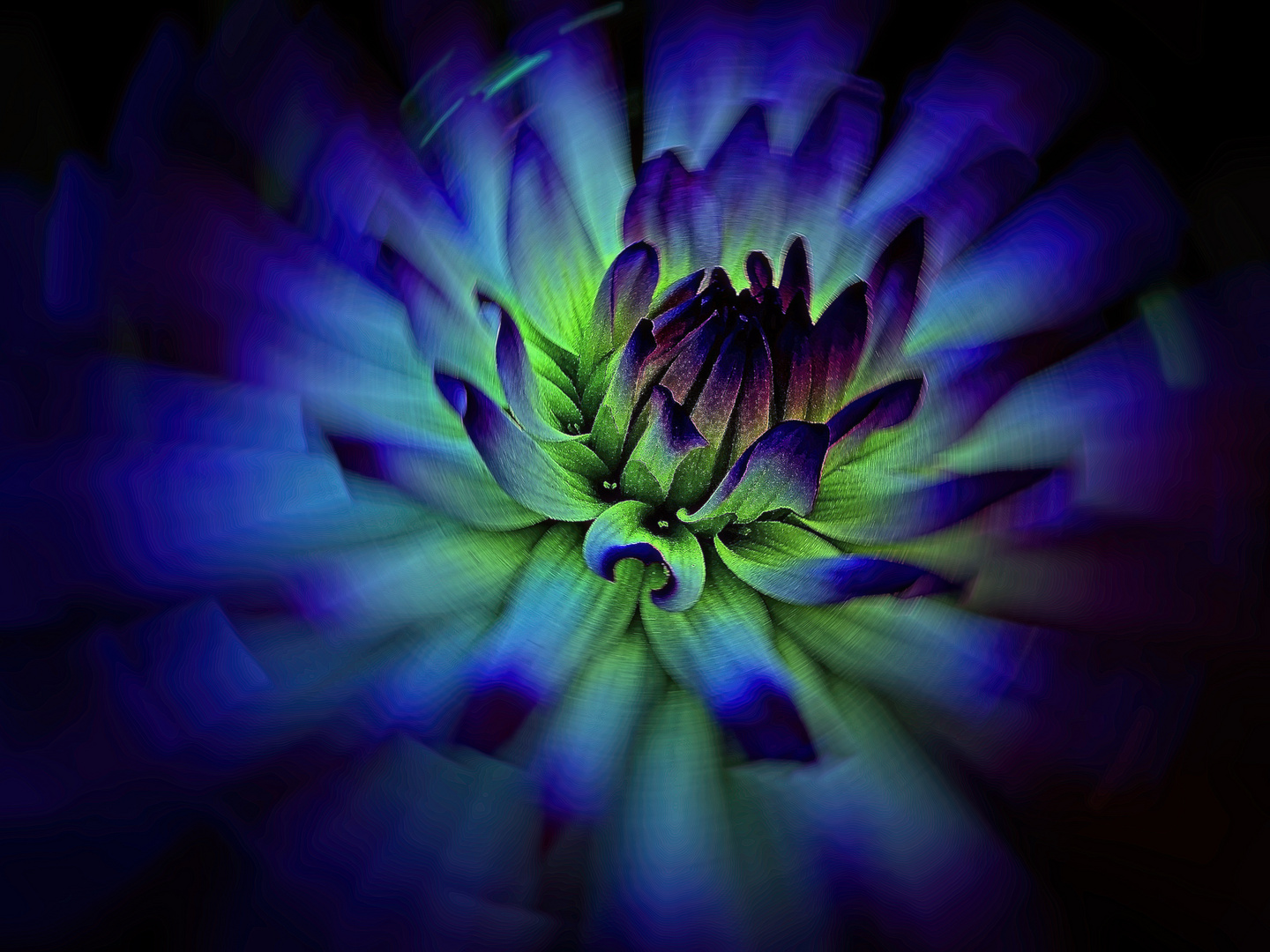 Dahlienblüte, das Karusell Foto & Bild | nah- & makro, techniken, aufnahme-techniken Bilder auf ...