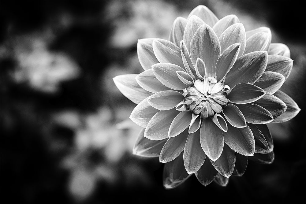 Dahlie_sw Foto & Bild | agora bilddiskussion intensiv, schwarz-weiß ...