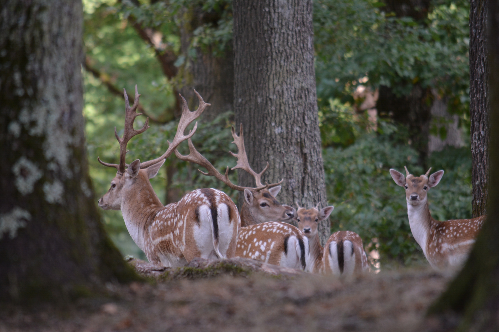 Daims photo et image | nature, animaux, animaux sauvages Images ...