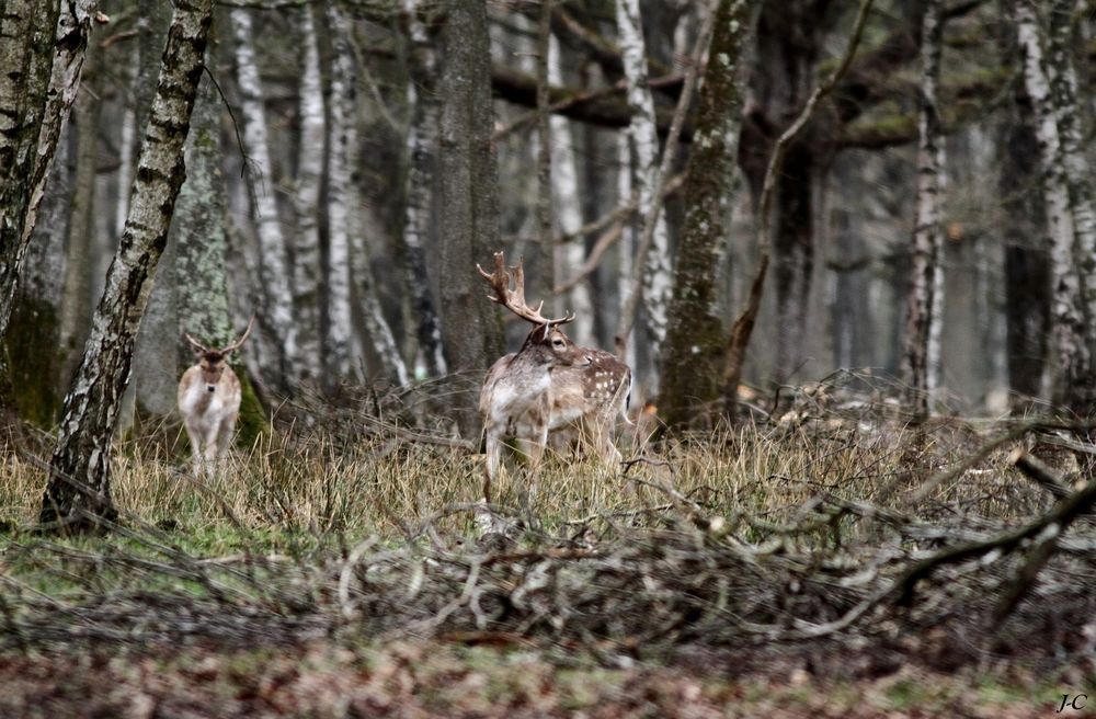 " Daims " photo et image | nature, animaux, daim Images fotocommunity