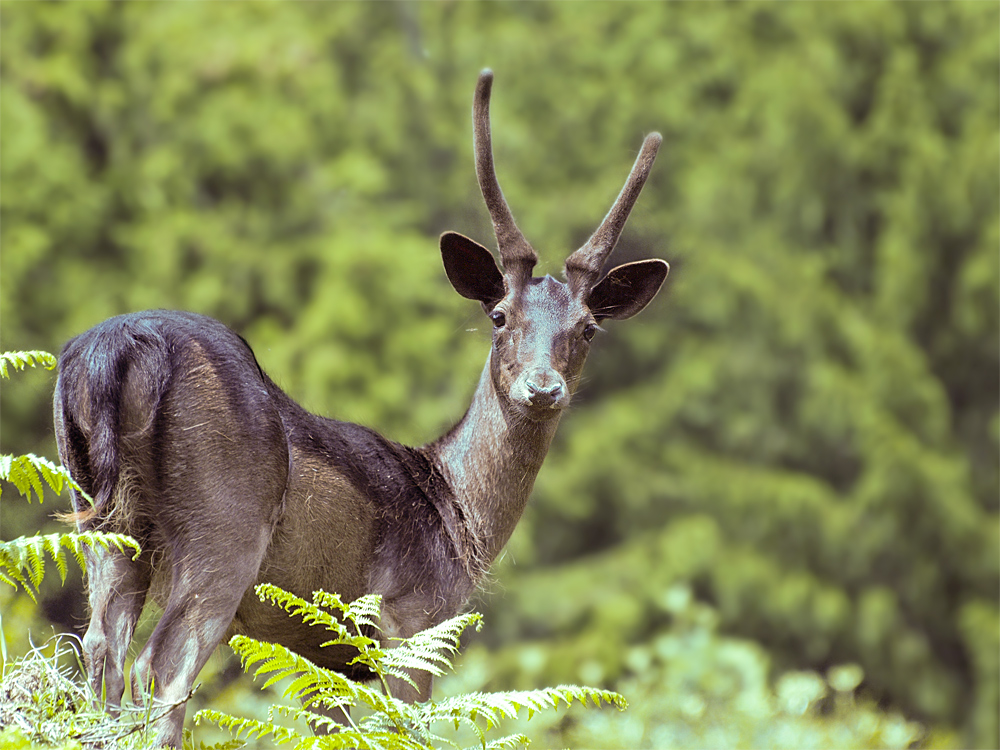 Daino Foto % Immagini| animali, mammiferi allo stato libero, animali ...