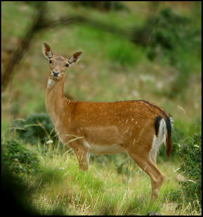 DAINO FEMMINA Foto % Immagini| animali, mammiferi allo stato libero ...