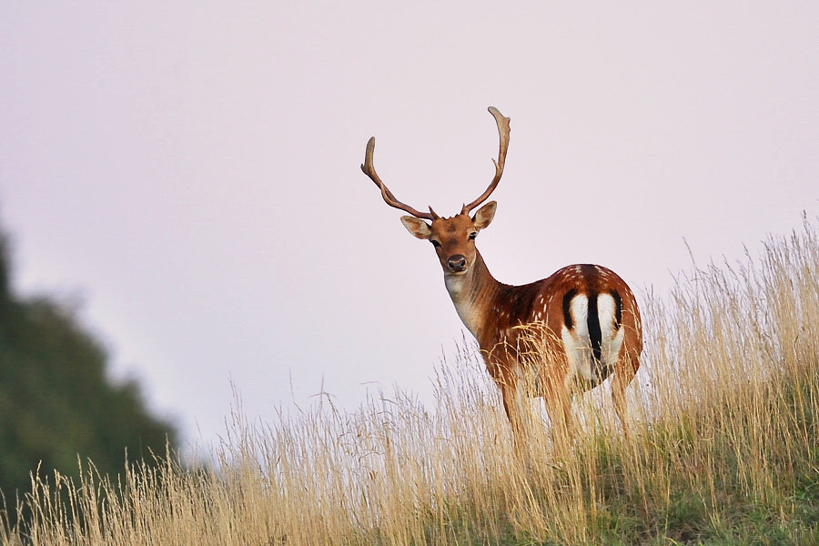 Daino maschio Foto % Immagini| animali, mammiferi allo stato libero ...