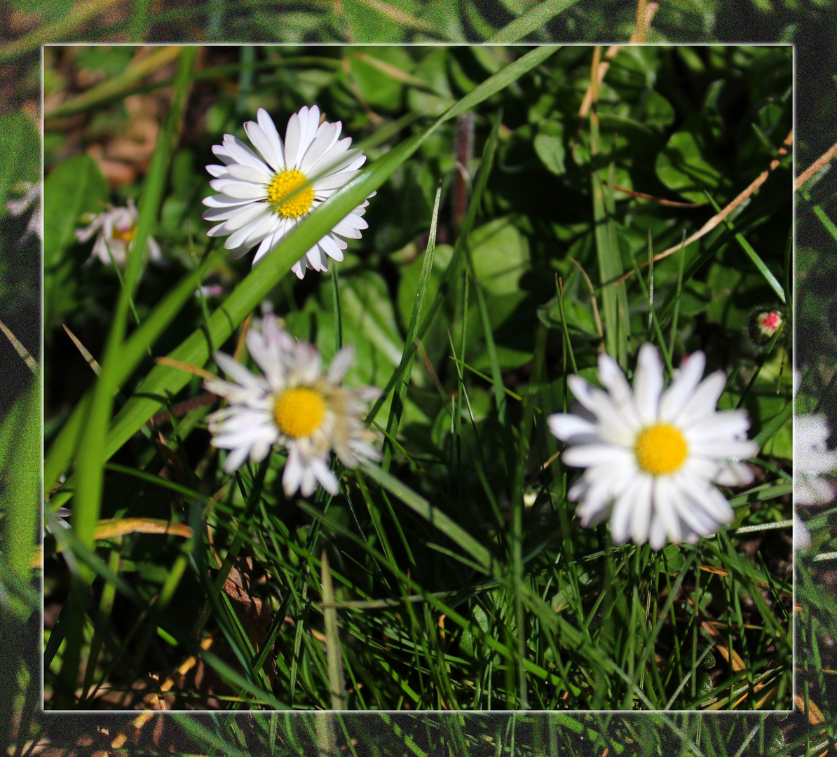 daisy ... Foto & Bild | outdoor, natur, stillleben Bilder auf fotocommunity