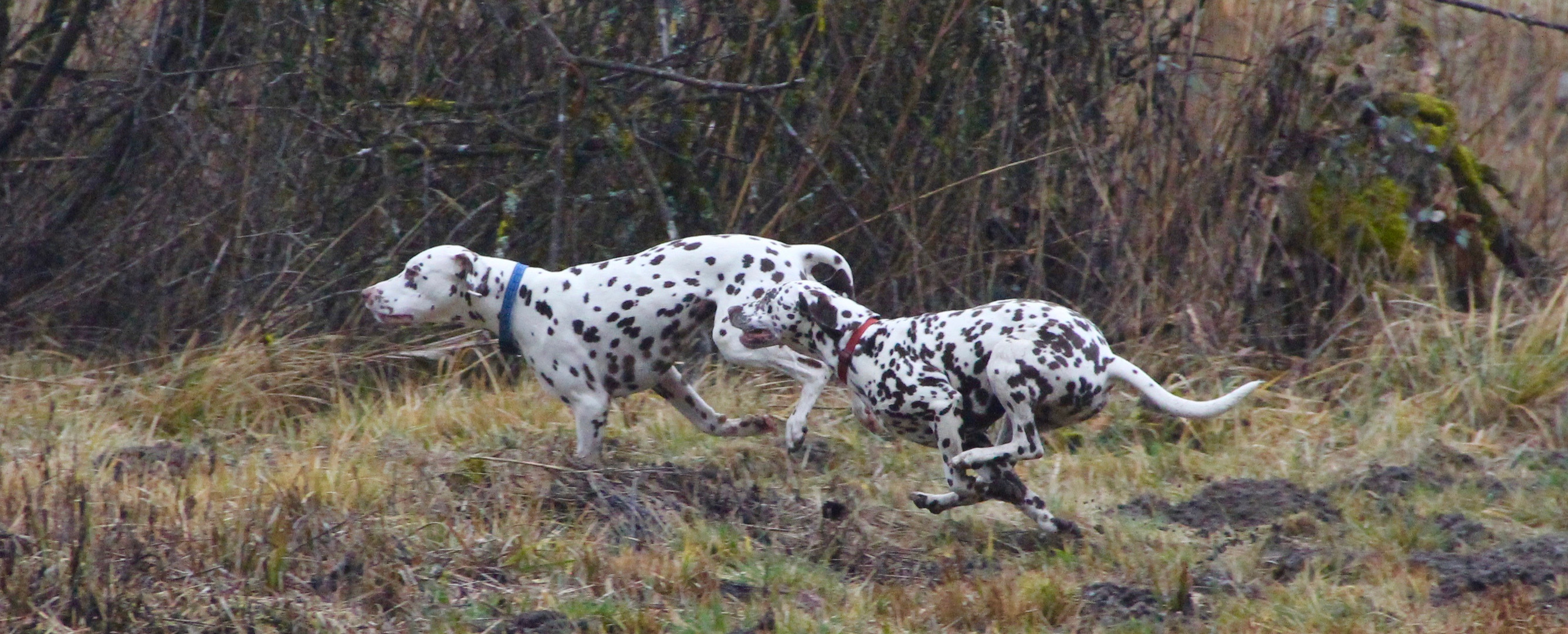 Dalmatiner Foto & Bild | tiere, haustiere, hunde Bilder auf fotocommunity