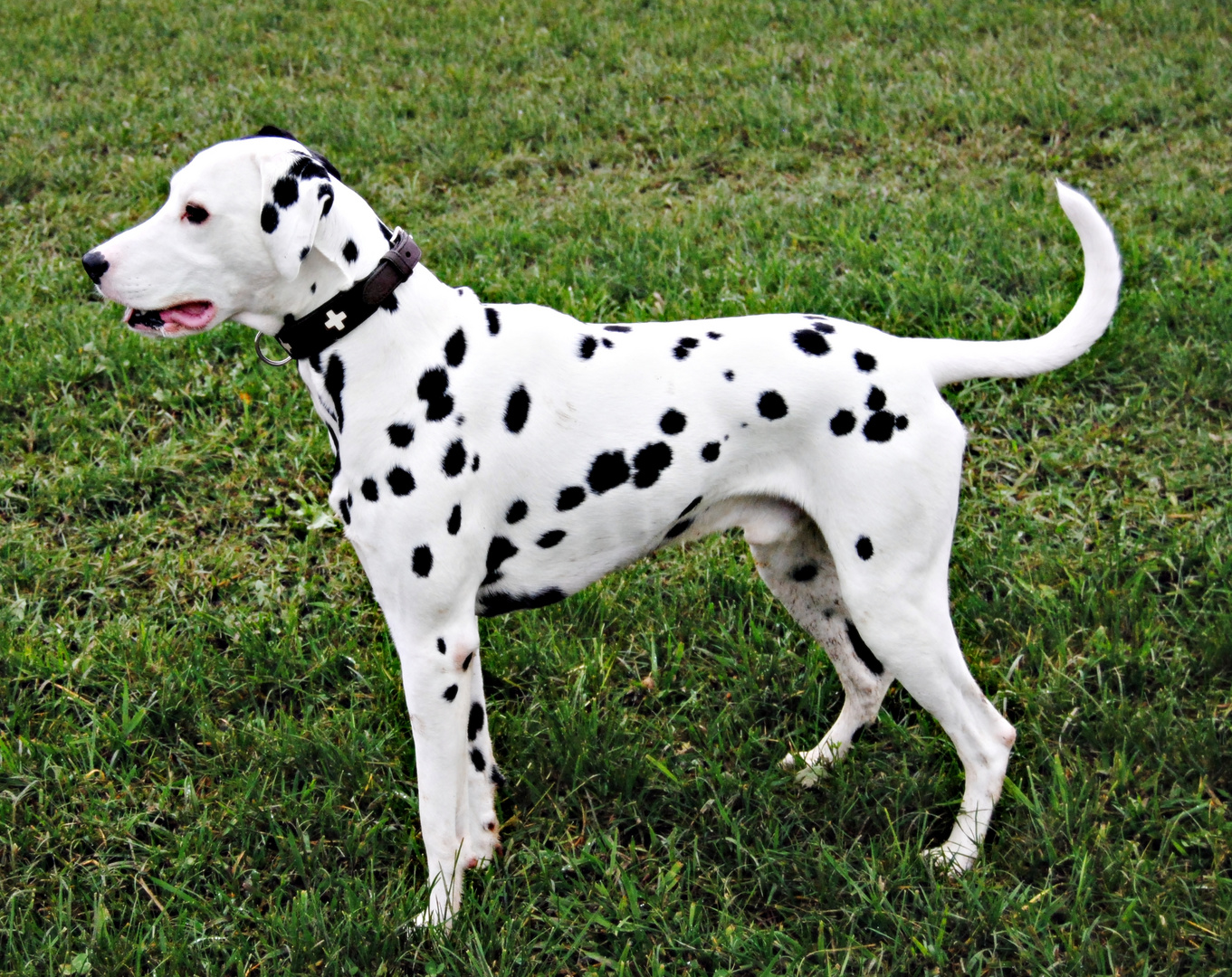 Dalmatiner Chaplin stand Foto & Bild | tiere, haustiere, hunde Bilder ...