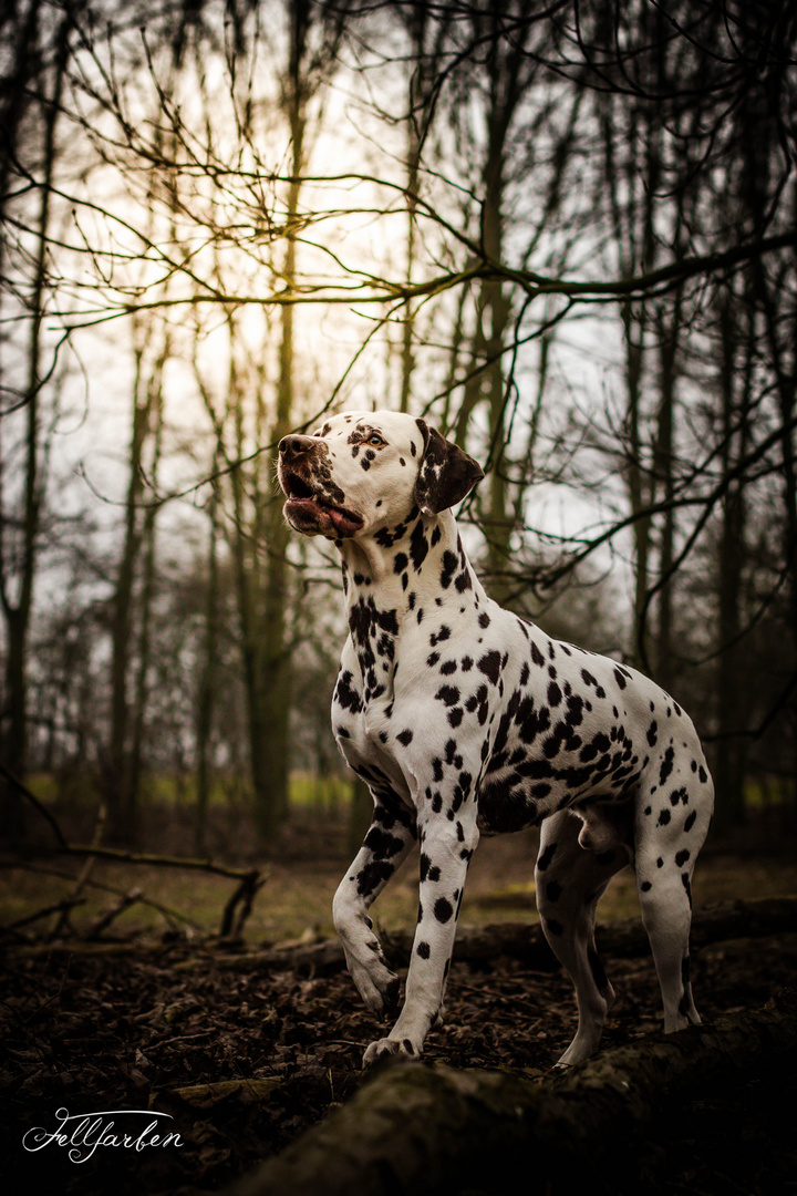 Dalmatiner Foto & Bild | hunde, hund, tiere Bilder auf fotocommunity