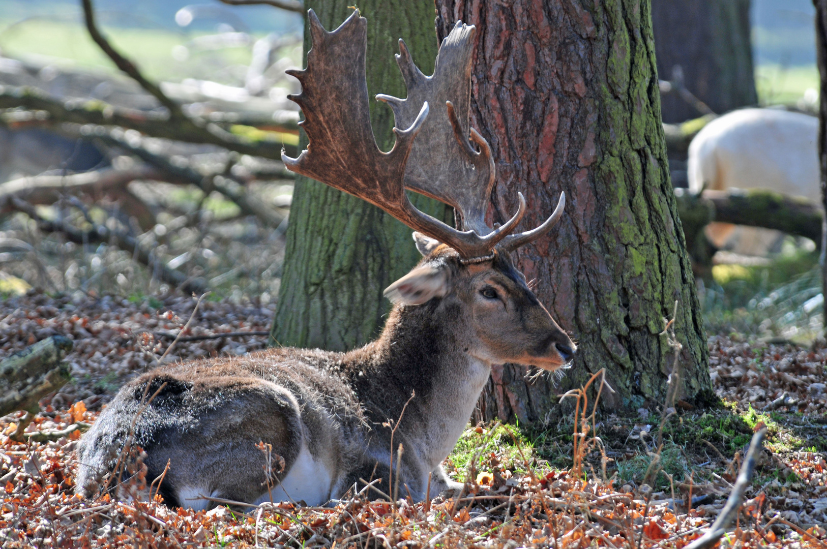 Damhirsch Foto & Bild | tiere, wildlife, säugetiere Bilder auf ...