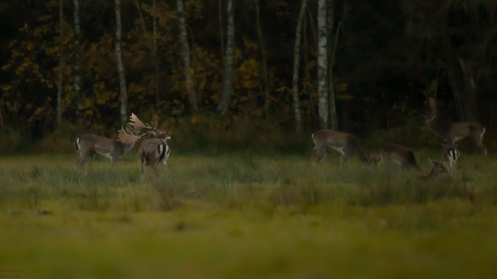 Damhirsch 15 (1 von 1) Foto & Bild | natur, tiere, wildlife Bilder auf ...