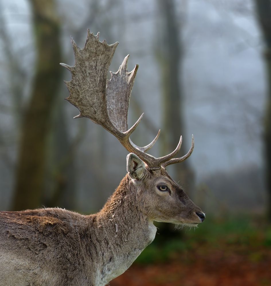 Damhirsch Foto & Bild | tiere, natur Bilder auf fotocommunity