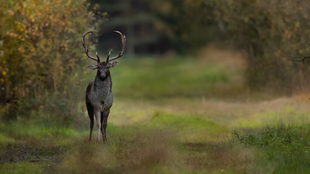 Damhirsch 22.10. (1 von 1) Foto & Bild | natur, tiere, wildlife Bilder ...