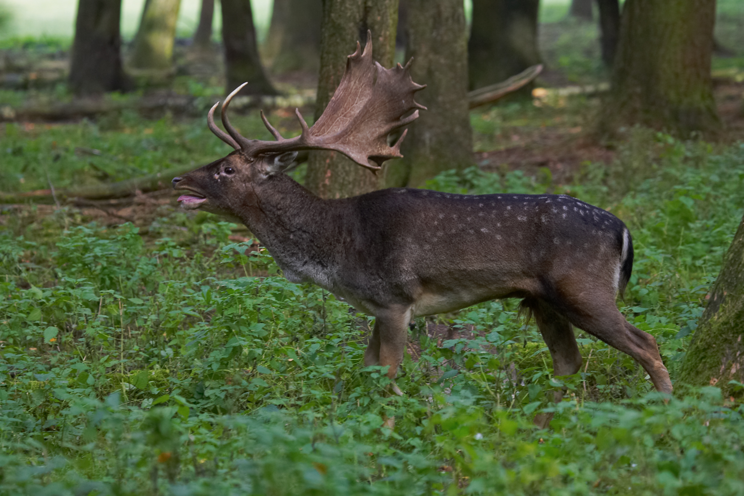 Damhirsch Foto & Bild | tiere, wildlife, säugetiere Bilder auf ...