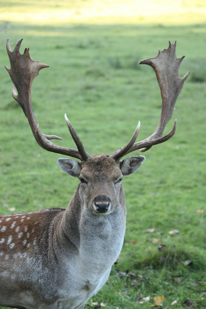 Damhirsch Foto & Bild | tiere, tierdetails, natur Bilder auf fotocommunity