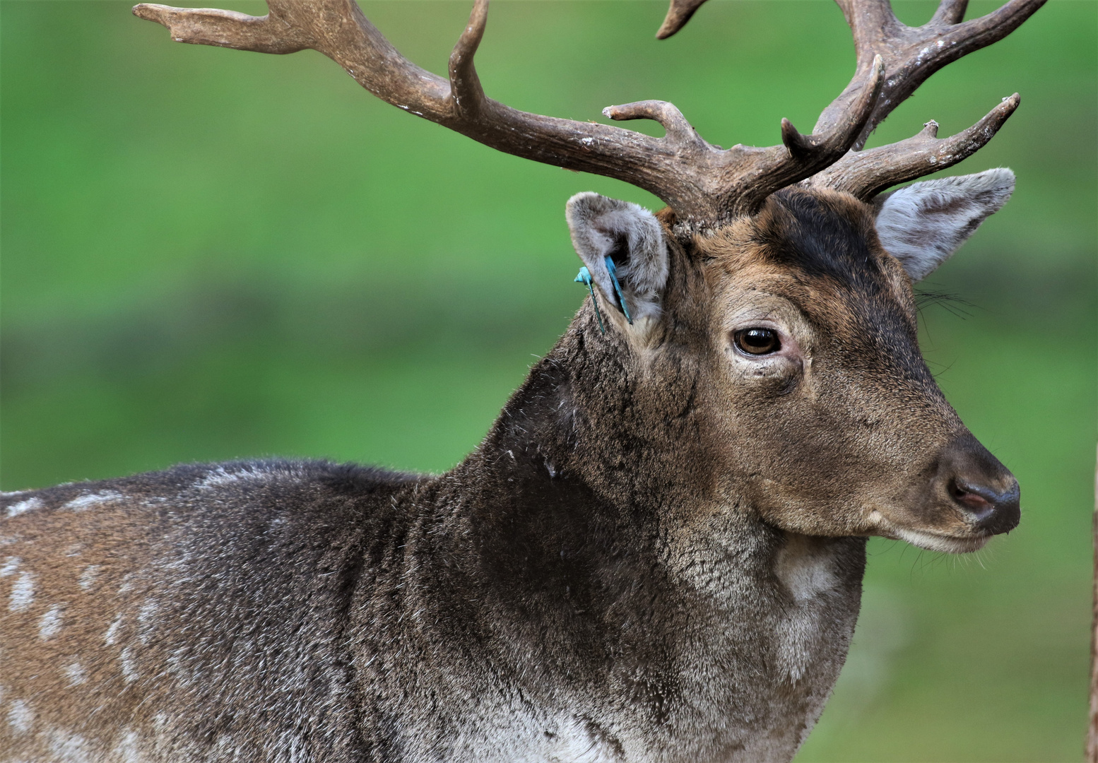 Damhirsch Foto & Bild | natur, tiere, wildpark Bilder auf fotocommunity