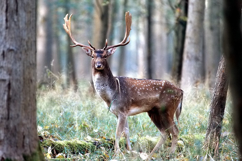 Damhirsch Foto & Bild | tiere, wildlife, wildlife: sonstige tiere ...