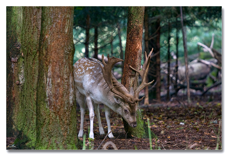 Damhirsch Foto & Bild | tiere, zoo, wildpark & falknerei, säugetiere ...