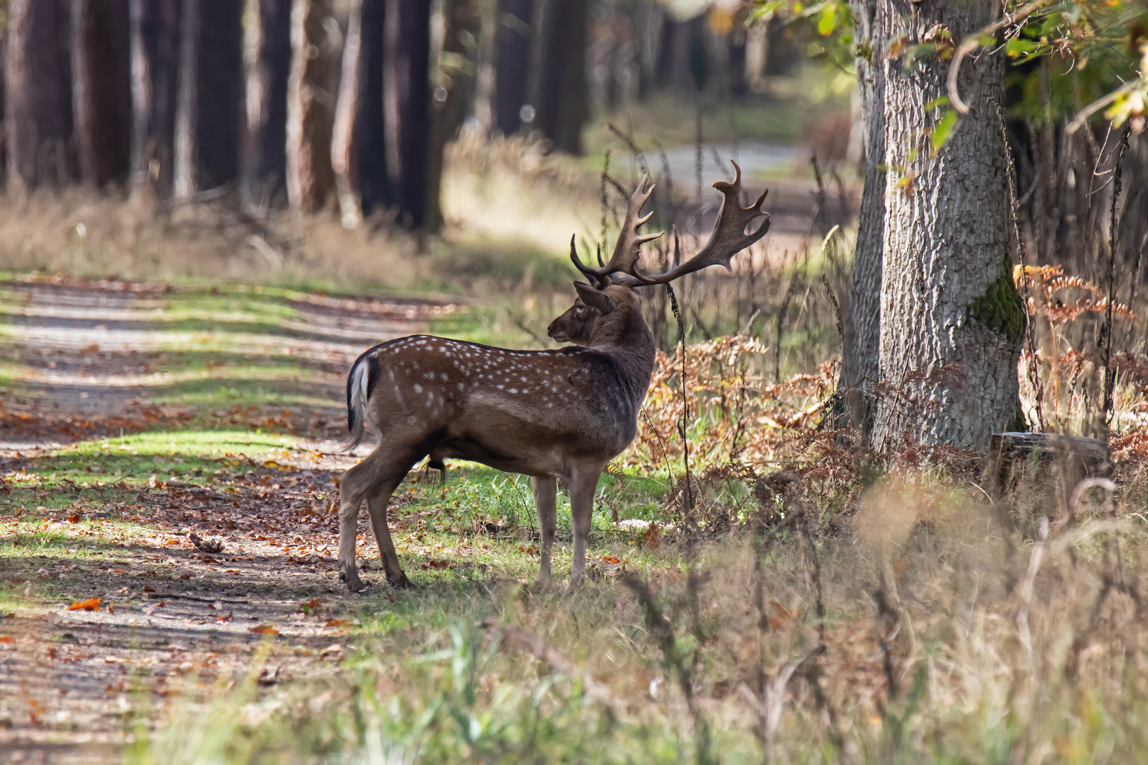 Damhirsch Foto & Bild | wald, natur, landschaft Bilder auf fotocommunity