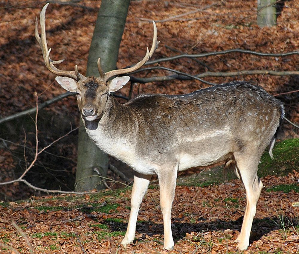 damhirsch Foto & Bild | tiere, wildlife, wildlife: sonstige tiere ...