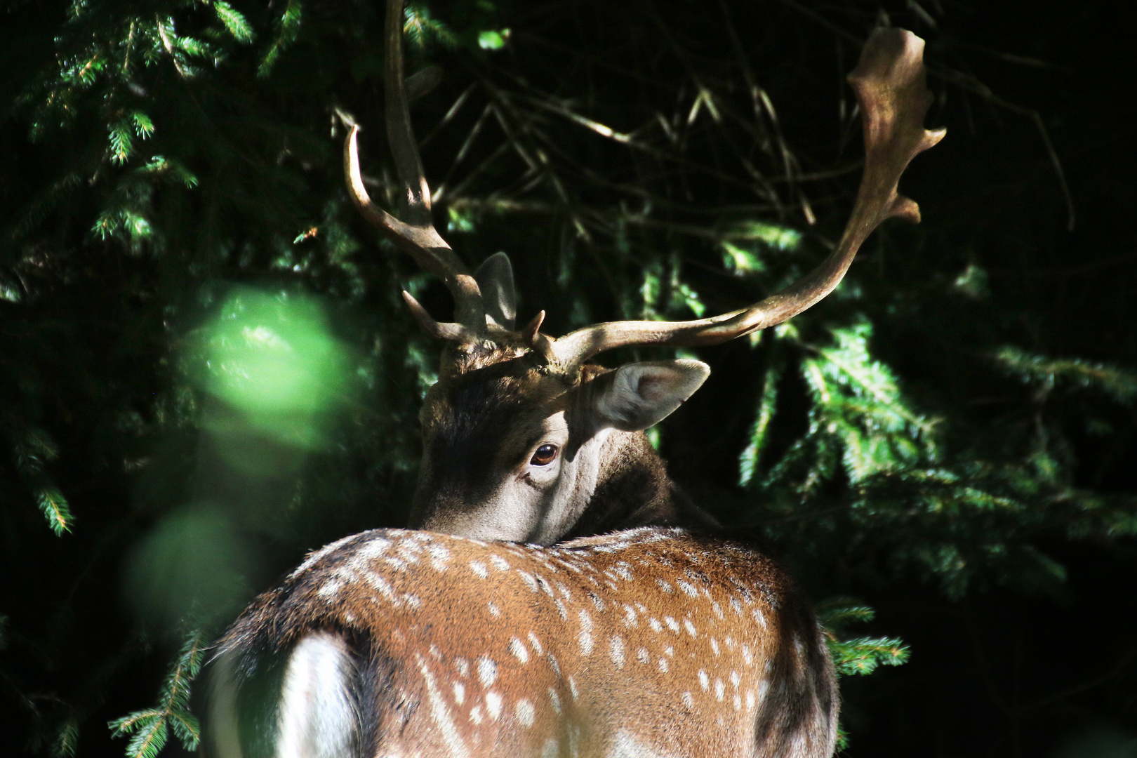 Damhirsch am Wegesrand (Foto 2) Foto & Bild | wildlife, damwild ...
