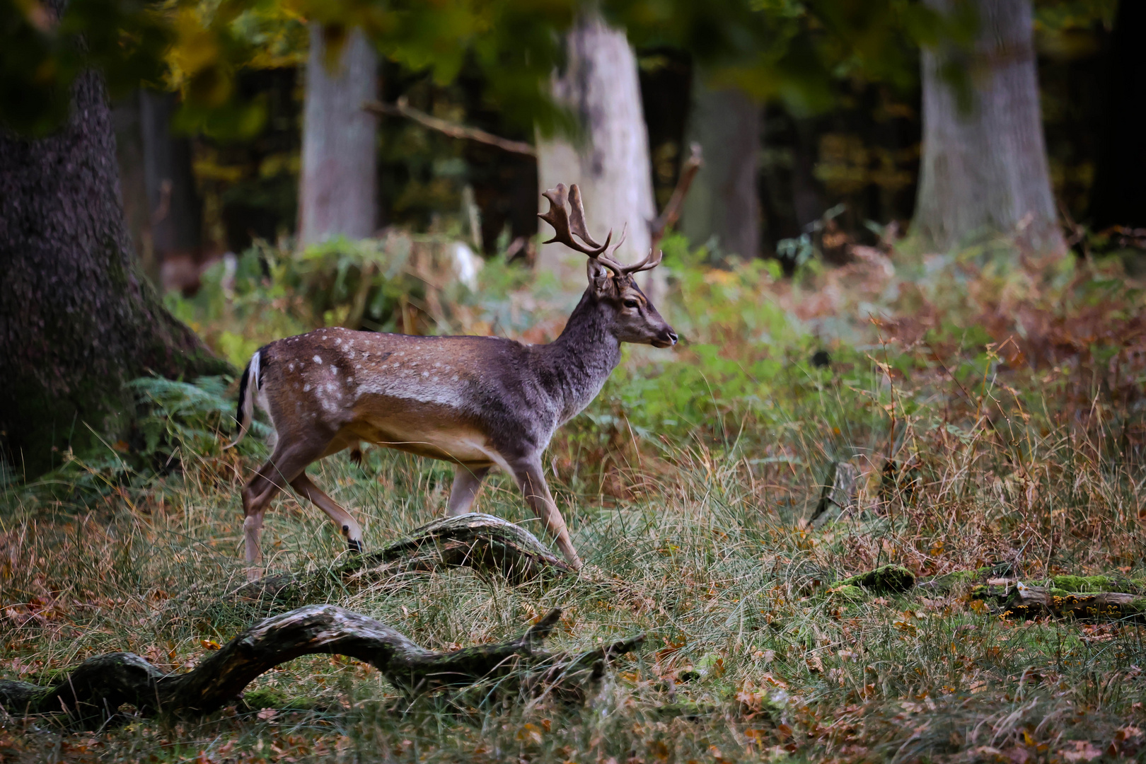 Damhirsch Foto & Bild | tiere, zoo, wildpark & falknerei, säugetiere ...