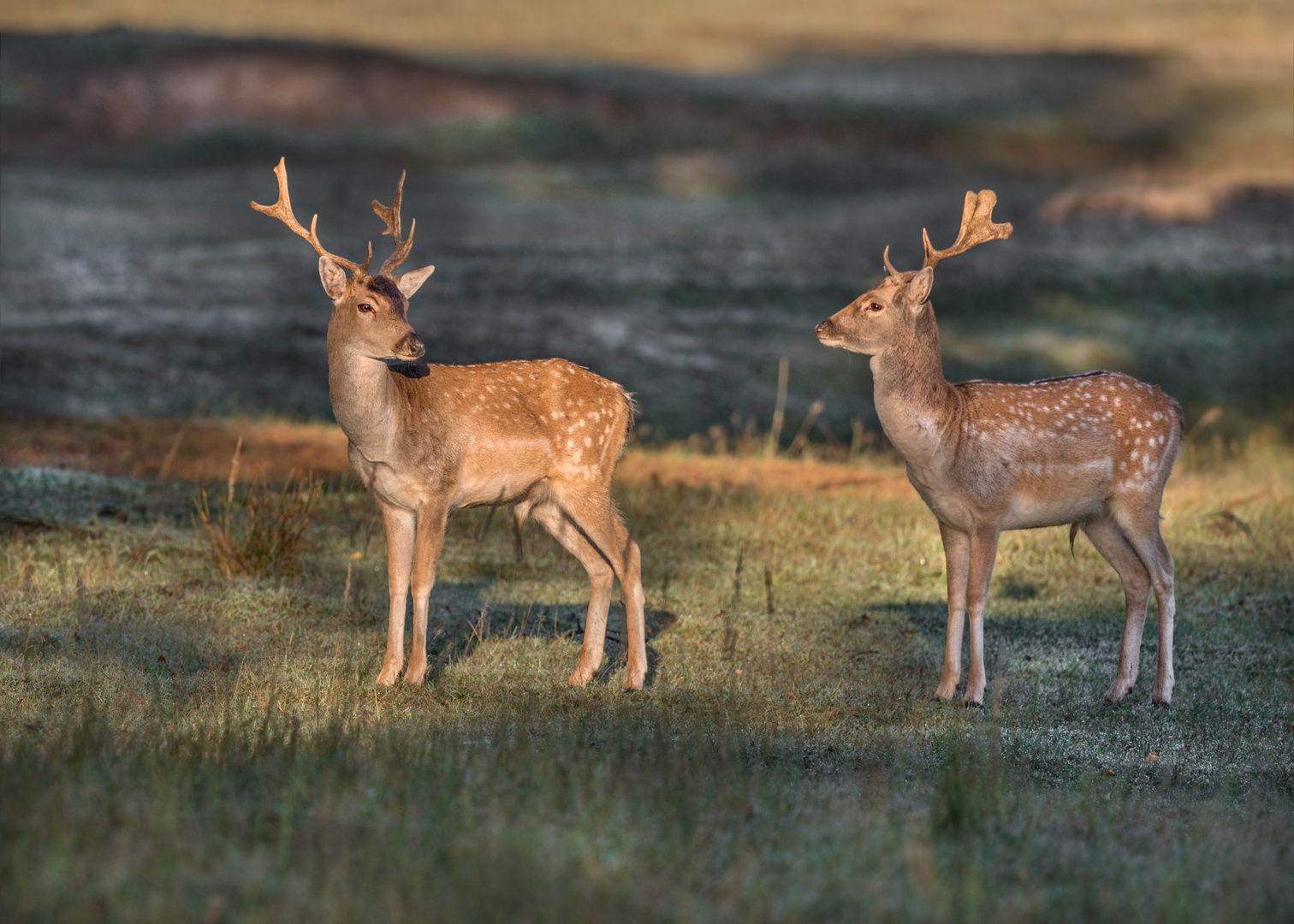Damhirsch (Dama dama) Foto & Bild | tiere, wildlife, säugetiere Bilder ...