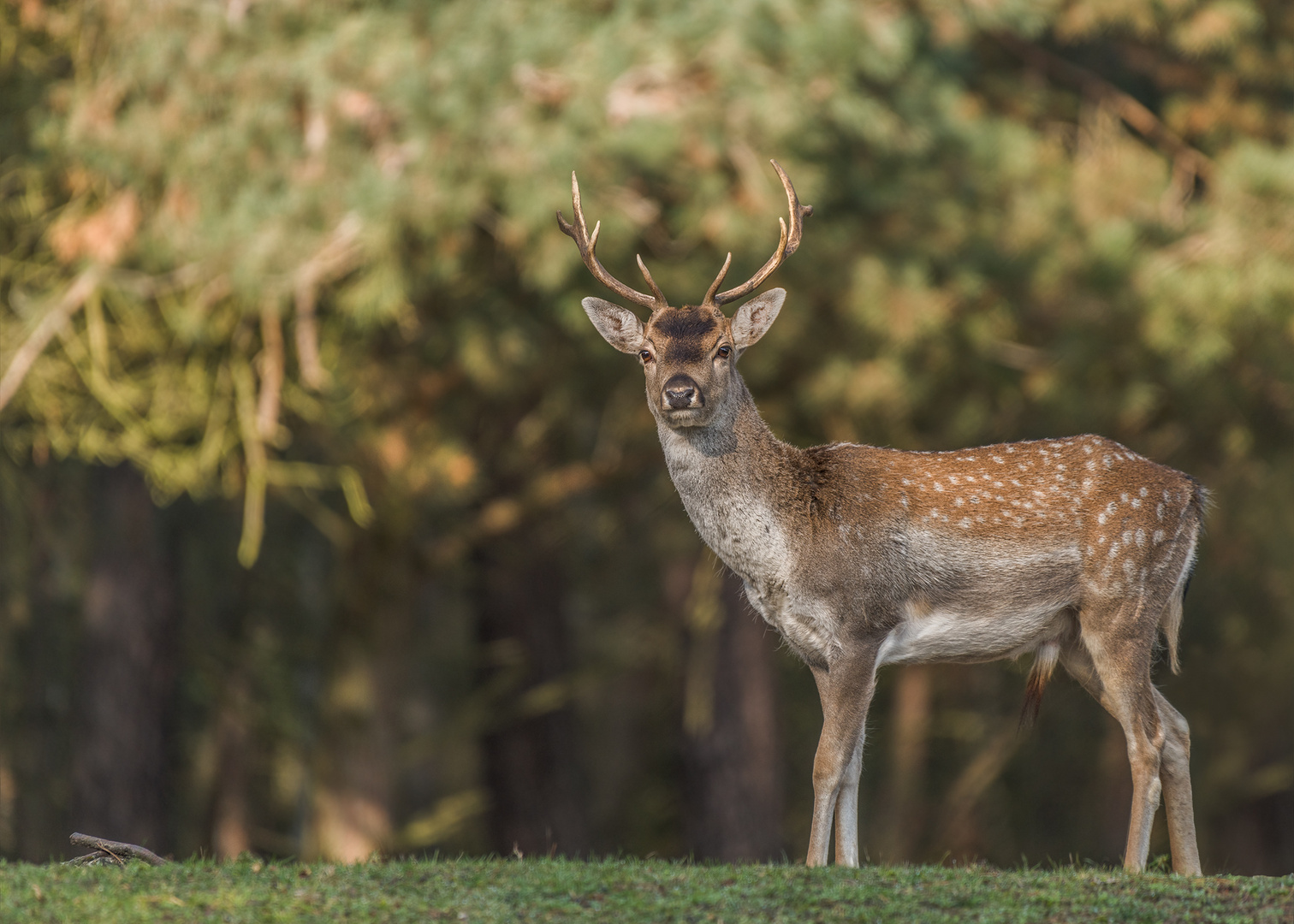 Damhirsch (Dama dama) Foto & Bild | tiere, wildlife, säugetiere Bilder ...