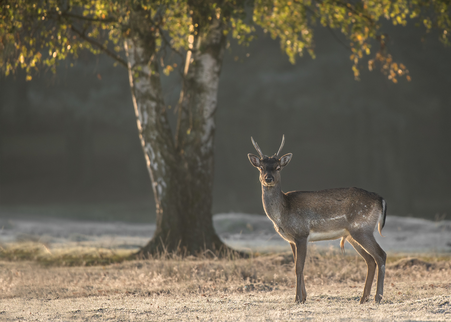 Damhirsch (Dama dama) Foto & Bild | tiere, wildlife, säugetiere Bilder ...