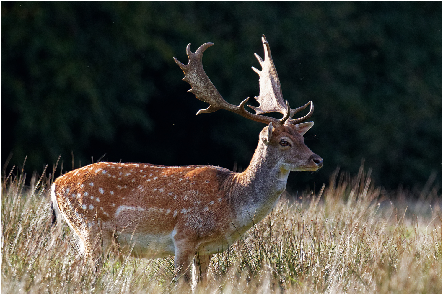 Damhirsch (Dama dama) Foto & Bild | tiere, wildlife, säugetiere Bilder ...