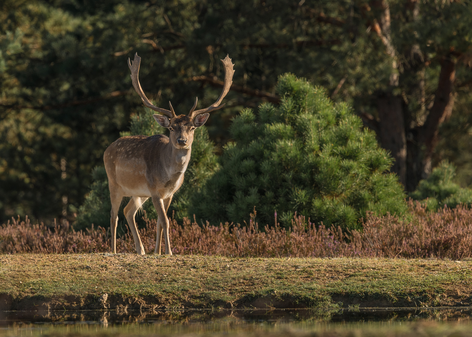 Damhirsch (Dama dama) Foto & Bild | tiere, zoo, wildpark & falknerei ...