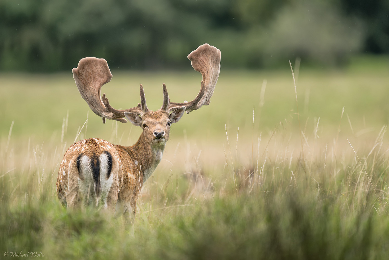 Damhirsch im Bast Foto & Bild | natur, tiere, august Bilder auf ...
