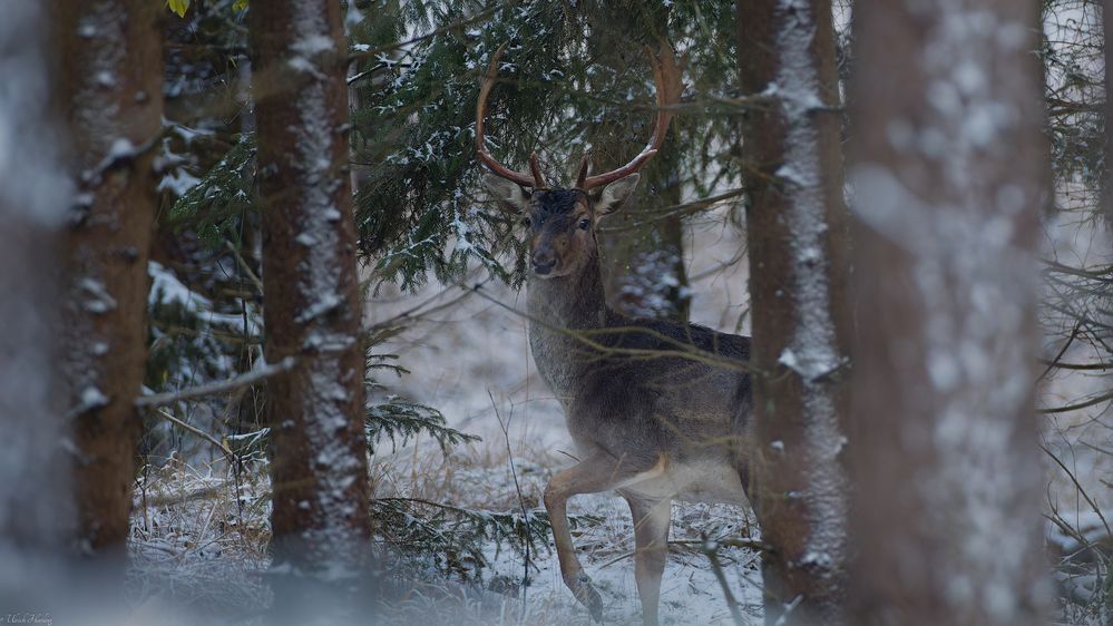Damhirsch im Winter Foto & Bild | tiere, wildlife, fotos Bilder auf ...