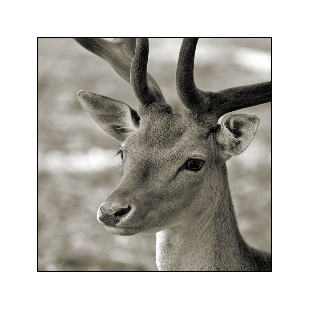 Damhirsch-Portrait Foto & Bild | sw, natur, portrait Bilder auf ...