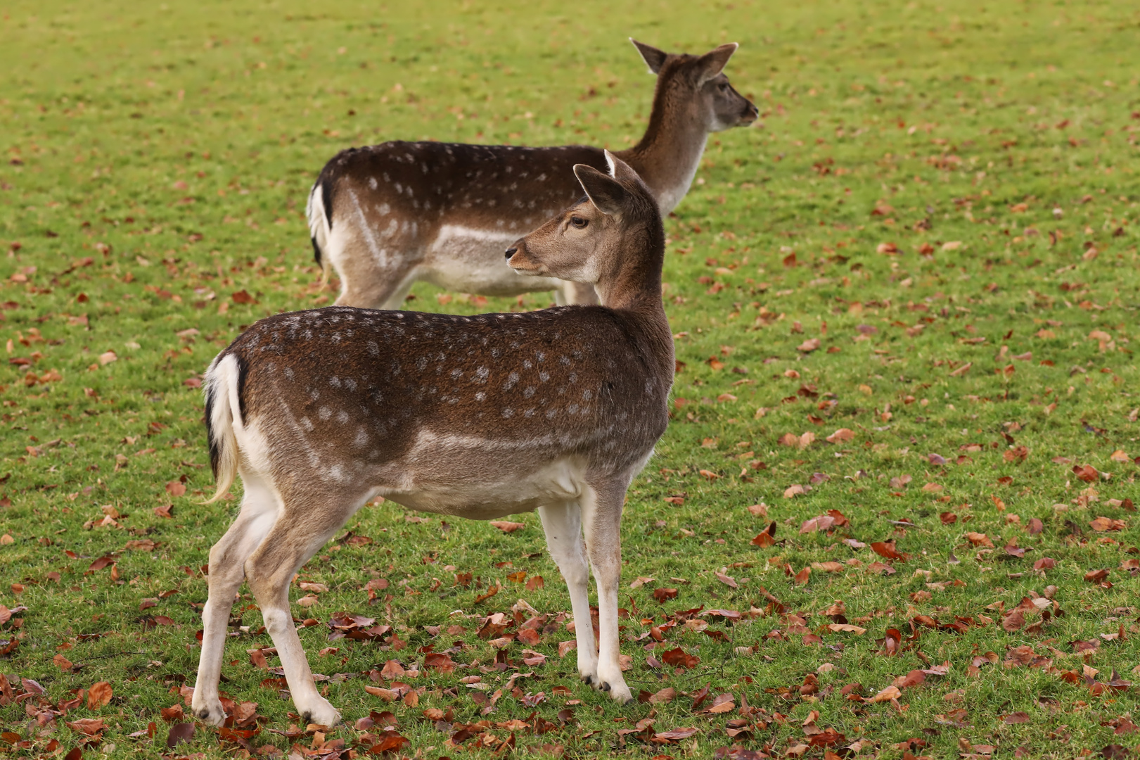 Damhirsche (2021_12_08_5994_ji) Foto & Bild | natur, tiere, wildpark ...