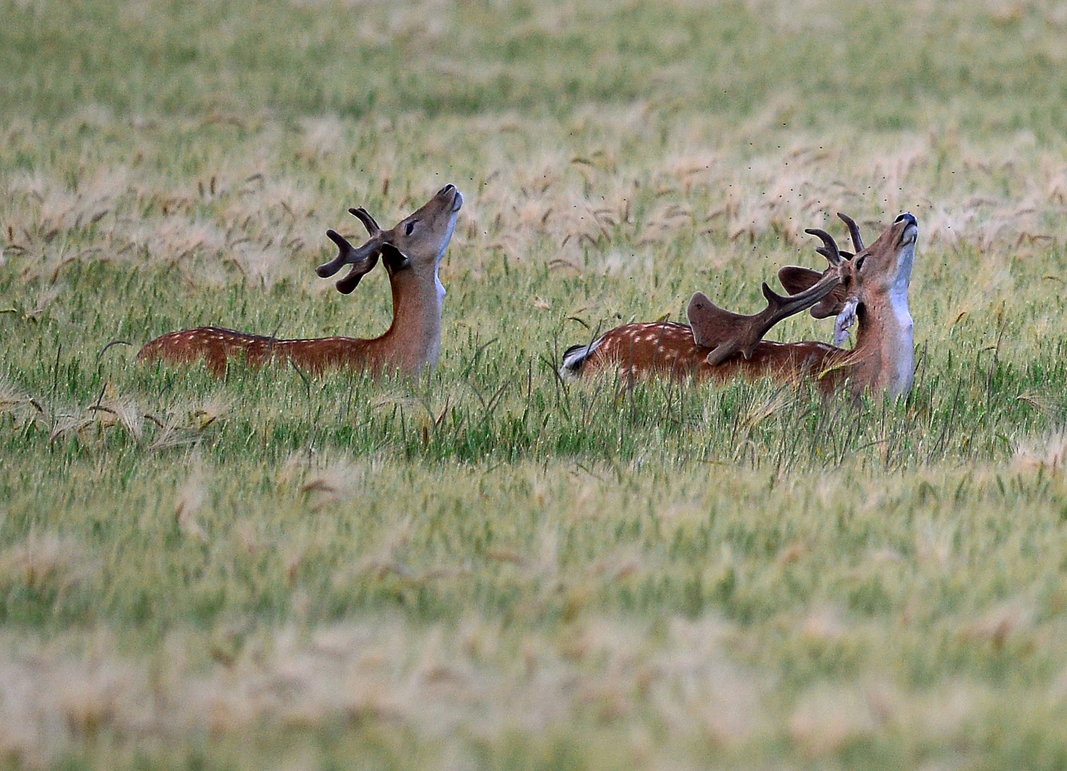 Damhirsche Foto & Bild | tiere, wildlife, wildlife: sonstige tiere ...