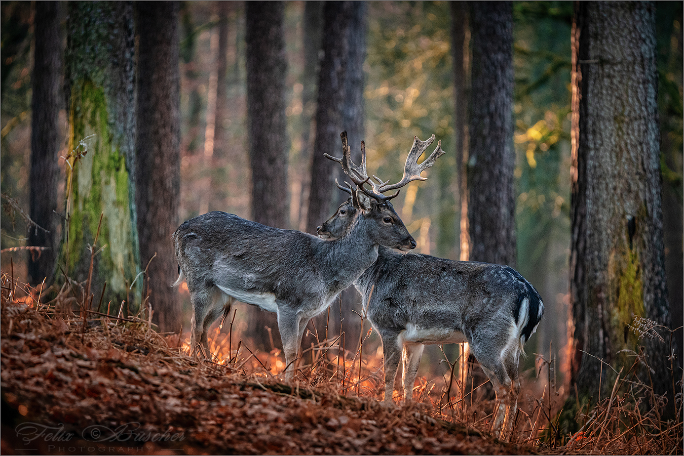 Damhirsche. Foto & Bild | nature, wald, sonnenaufgang Bilder auf ...