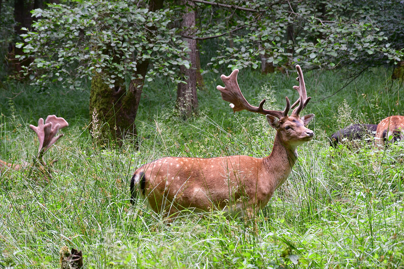 Damhirsche Foto & Bild | deutschland, europe, mecklenburg- vorpommern ...
