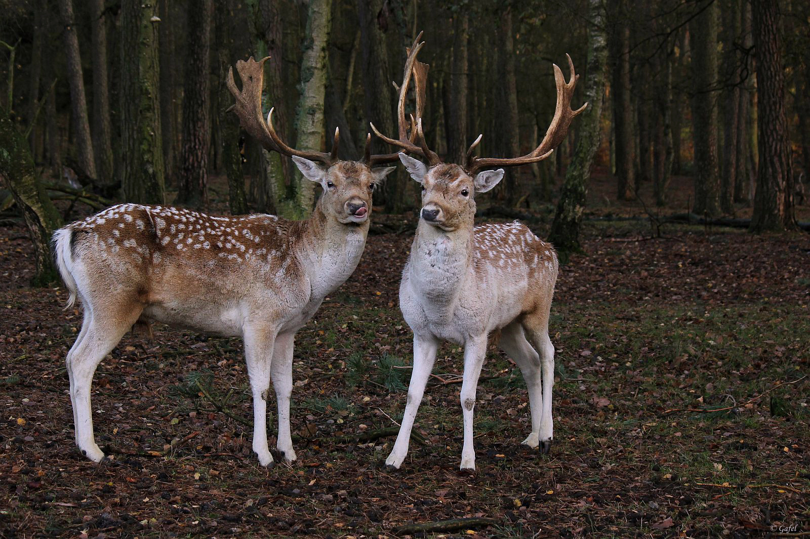 Damhirsche Foto & Bild | natur, tiere, säugetiere Bilder auf fotocommunity