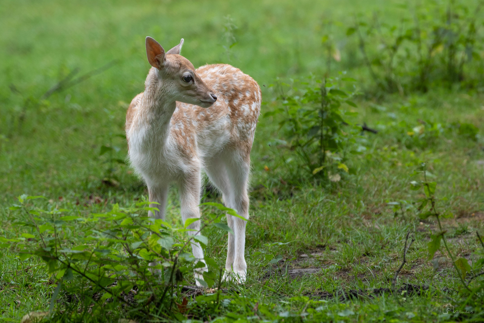 Damhirschkalb Foto & Bild | tiere, zoo, wildpark & falknerei ...