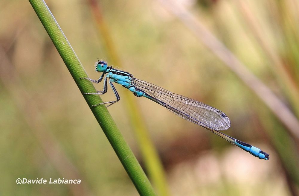 damigella Foto % Immagini| macro e close up, macro di insetti, macro ...