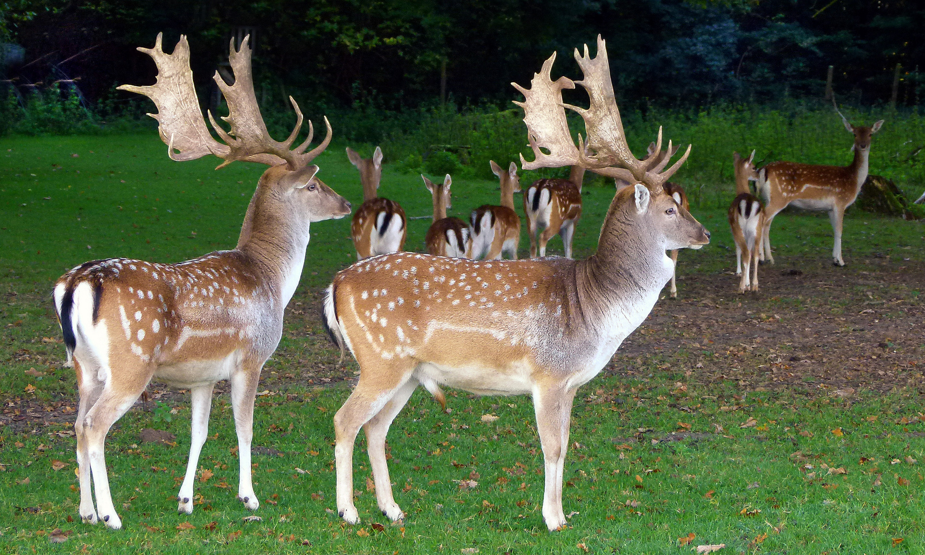 Dammwild Foto & Bild | tiere, tier und mensch, natur Bilder auf ...