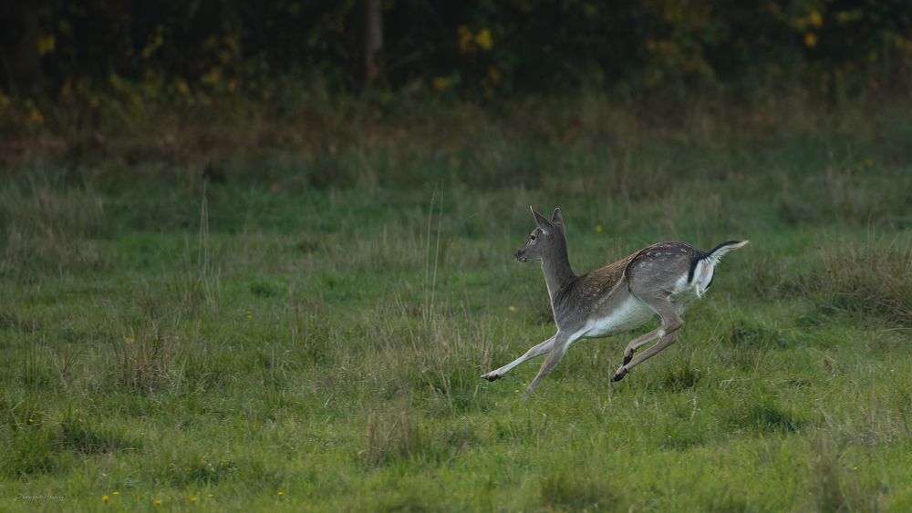 Damwild 04 (1 von 1) Foto & Bild | tiere, wildlife, jahreszeiten Bilder ...