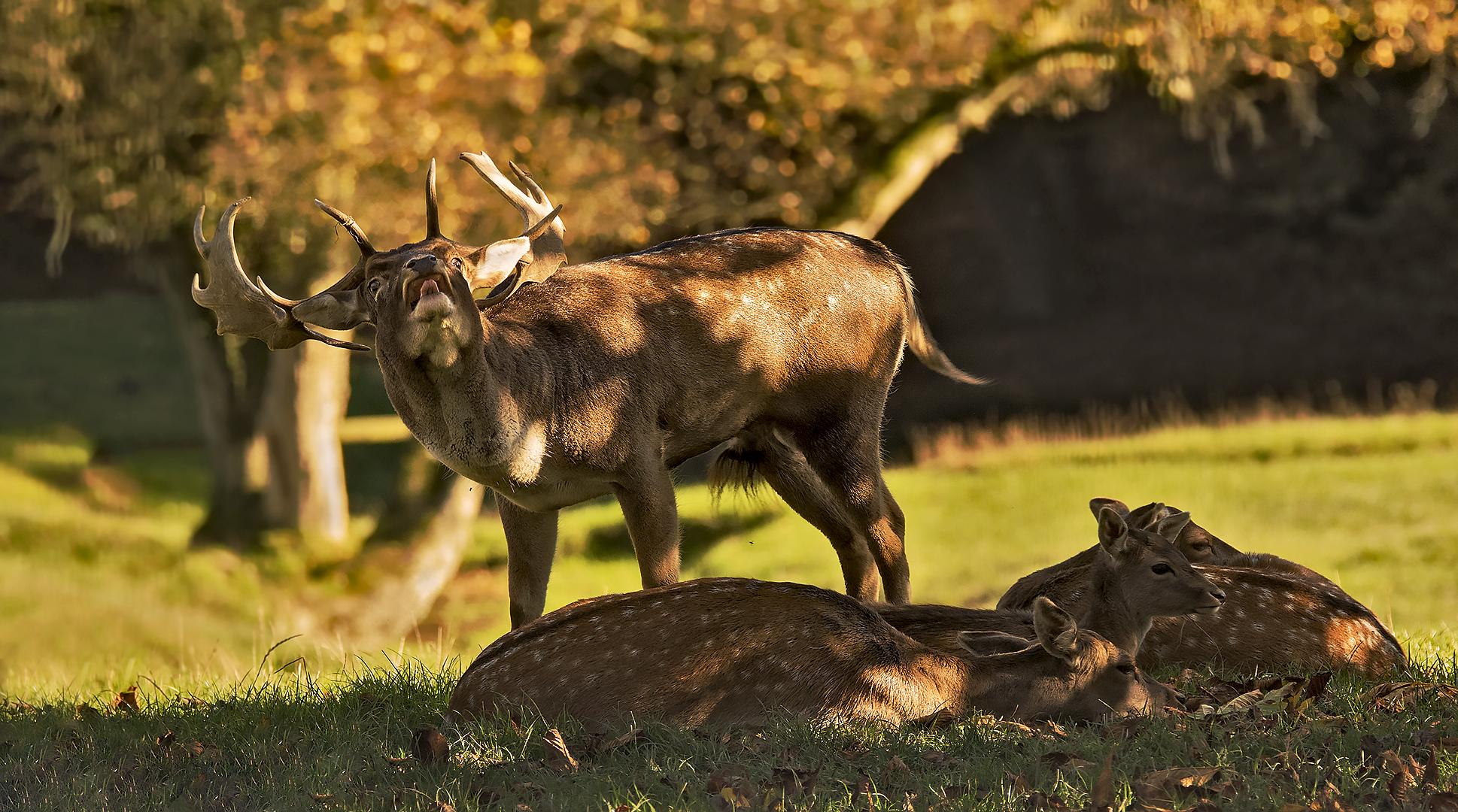 Damwild Foto & Bild | natur, herbst, farbe Bilder auf fotocommunity