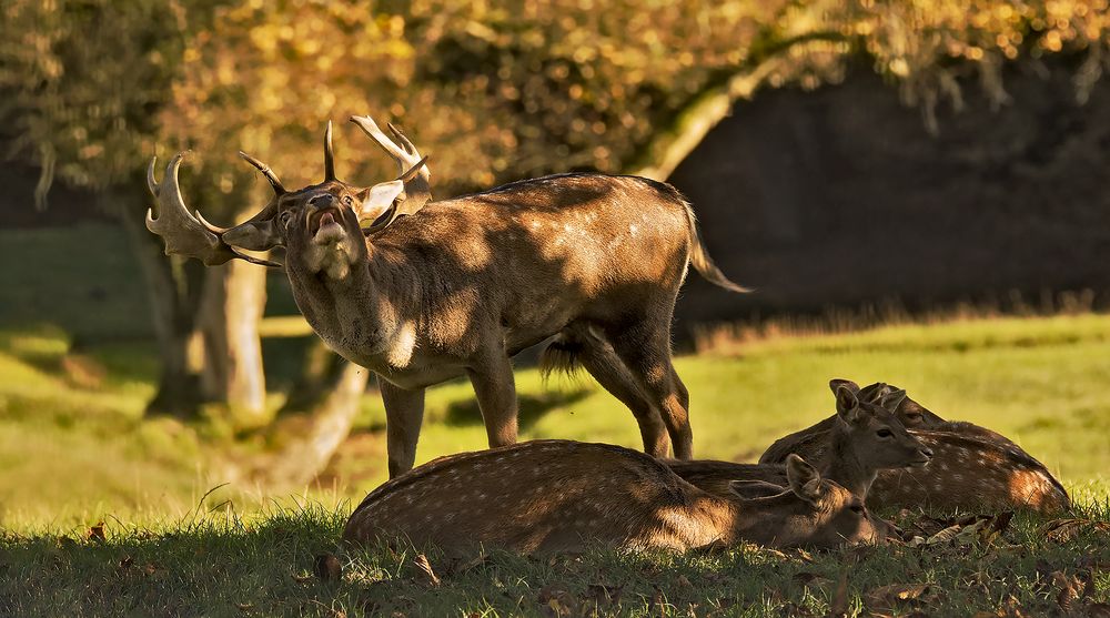 Damwild Foto & Bild | natur, herbst, farbe Bilder auf fotocommunity