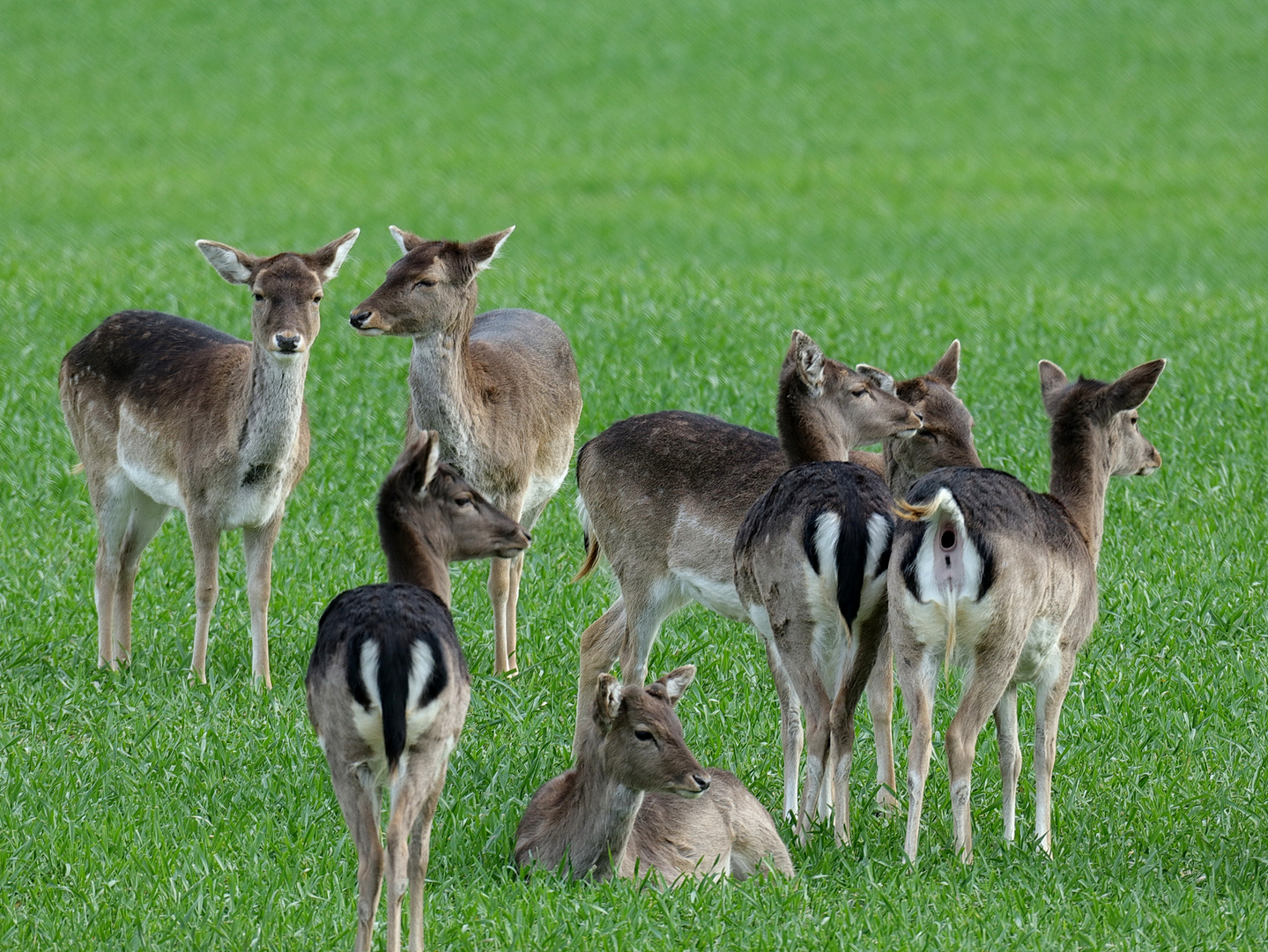 Damwild 1 Foto & Bild | tiere, wildlife, säugetiere Bilder auf ...