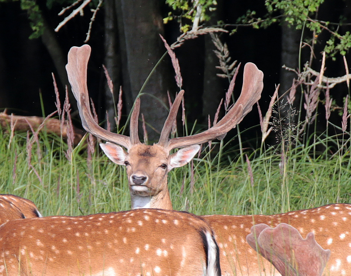 Damwild 1 Foto & Bild | natur, tier, tiere Bilder auf fotocommunity