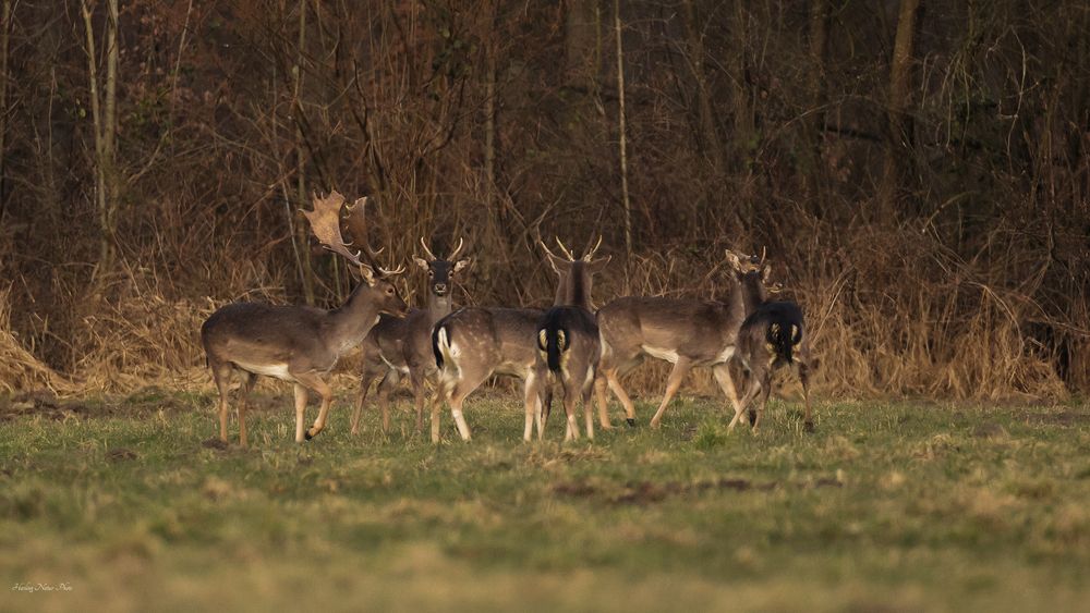 Damwild (1 von 1) Foto & Bild | tiere, wildlife, natur Bilder auf ...