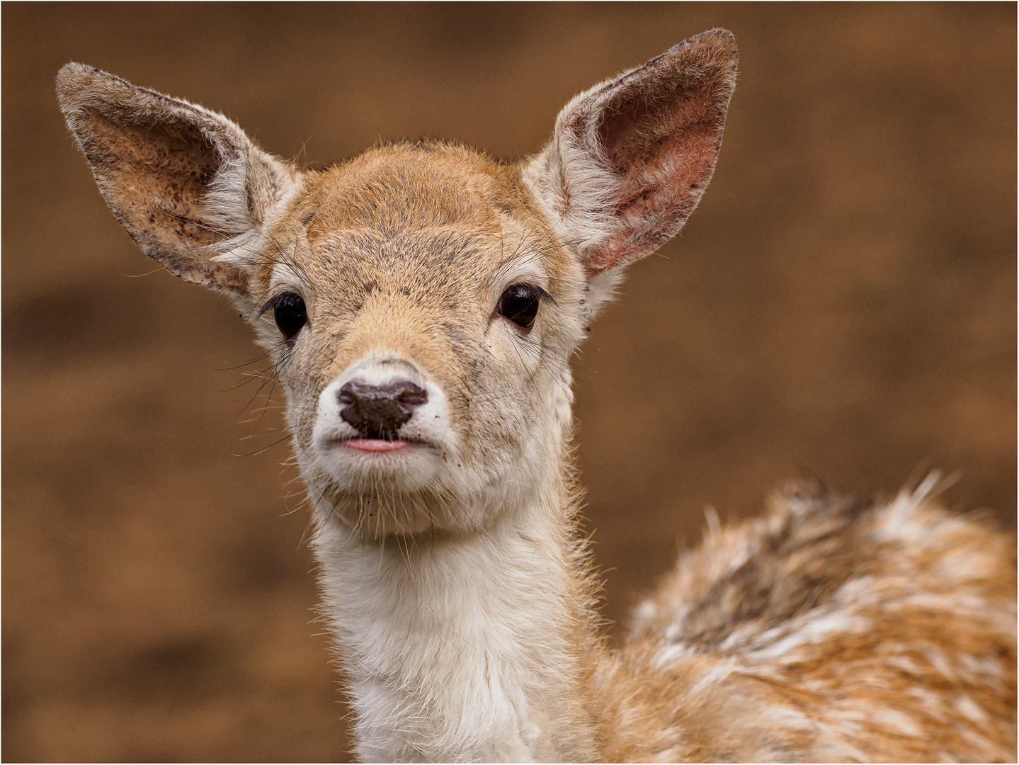 Damwild Foto & Bild | natur, portrait, porträt Bilder auf fotocommunity